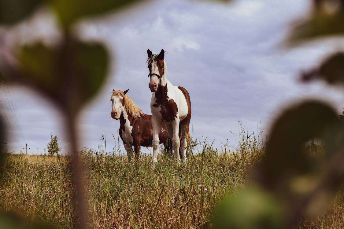 Science Behind Horse Breed Classification - Live For BBALL